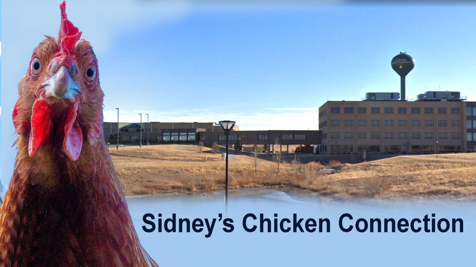 The Chicken Connection – Bring Back Sidney